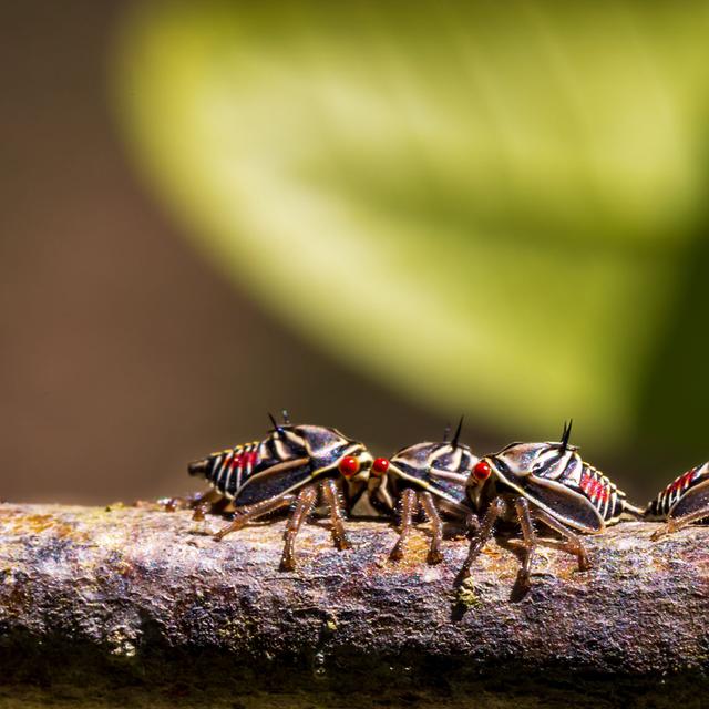 Top 10 des insectes les plus dangereux au monde