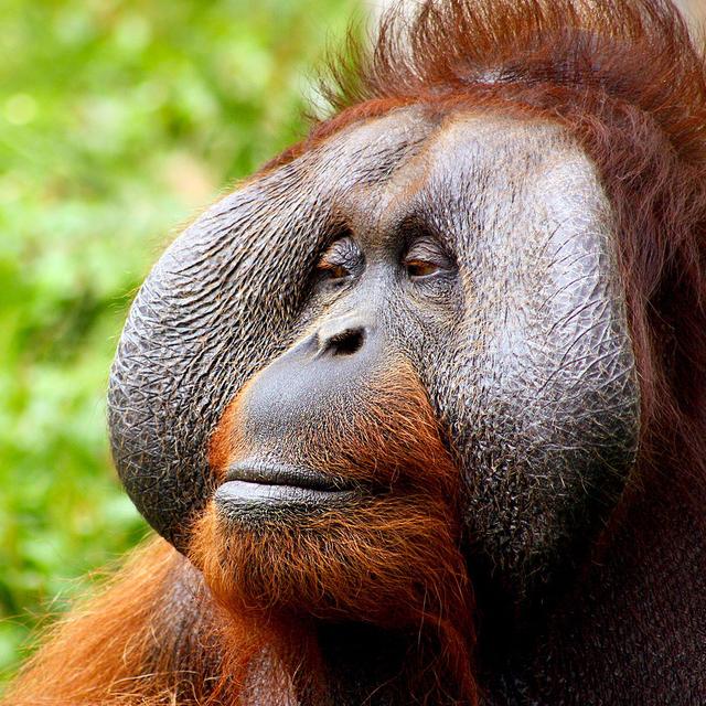 Coraux en péril : état des lieux d’un écosystème en danger