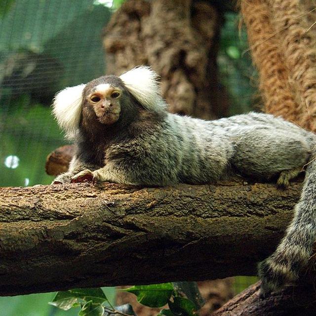 La planète des singes