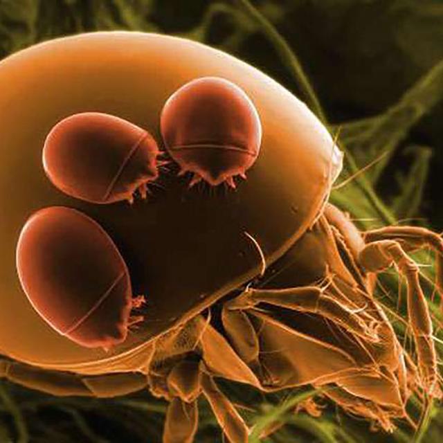 Définition | Acarien : qu'est-ce que c'est ? | Futura planète