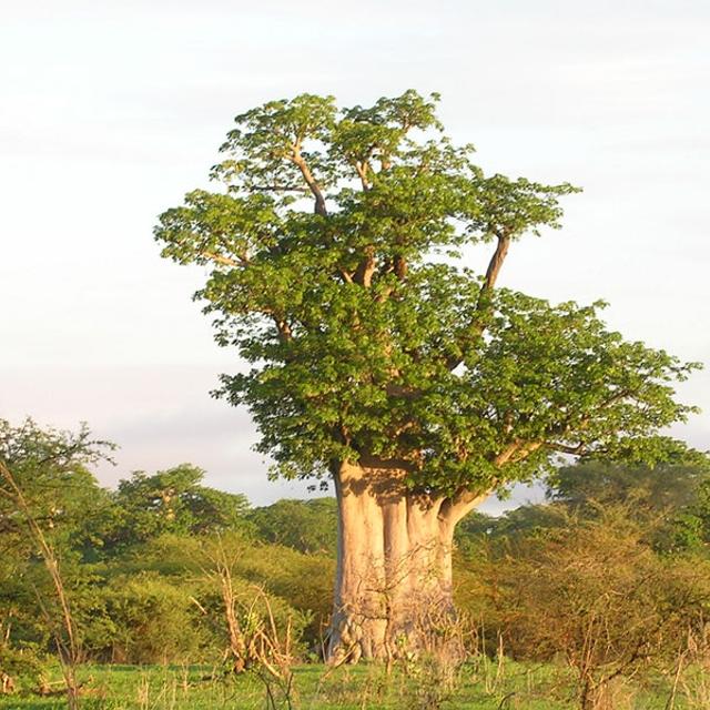 Le baobab, arbre sacré d'Afrique
