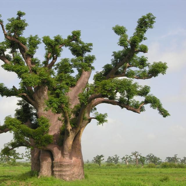 Le baobab, arbre sacré d'Afrique