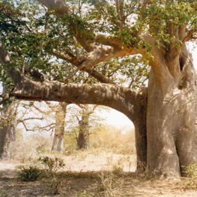 Le baobab, arbre sacré d'Afrique