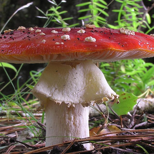 Champignons : les 12 espèces les plus toxiques en France