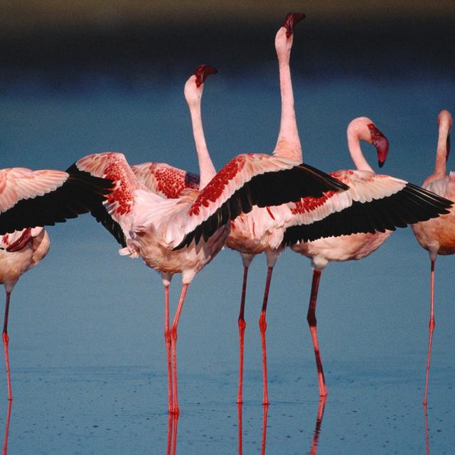 Des ailes qui « bougent » comme celles des oiseaux : le projet fou d ...