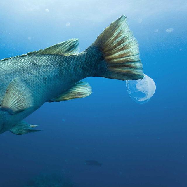 Définition | Cellophane : qu'est-ce que c'est ? | Futura sciences