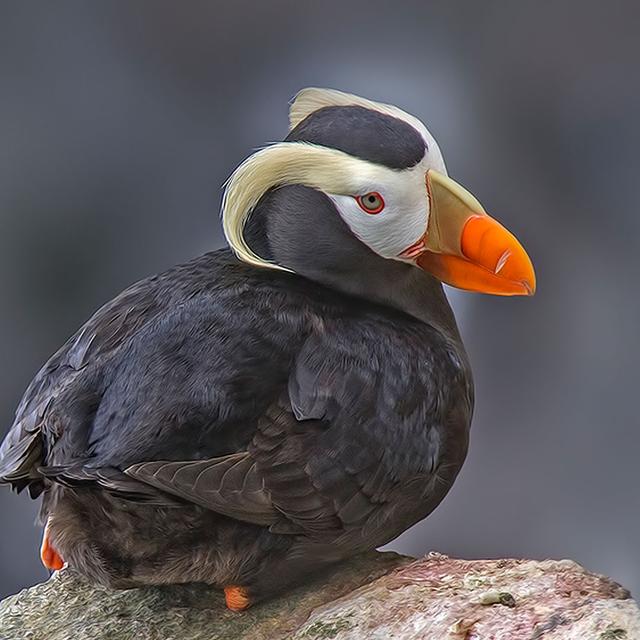 Définition | Faune de l’Édiacarien : qu'est-ce que c'est ? | Futura planète