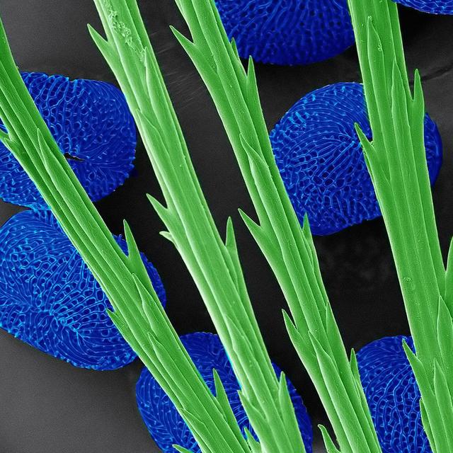 Définition | Cladode : qu'est-ce que c'est ? | Futura planète