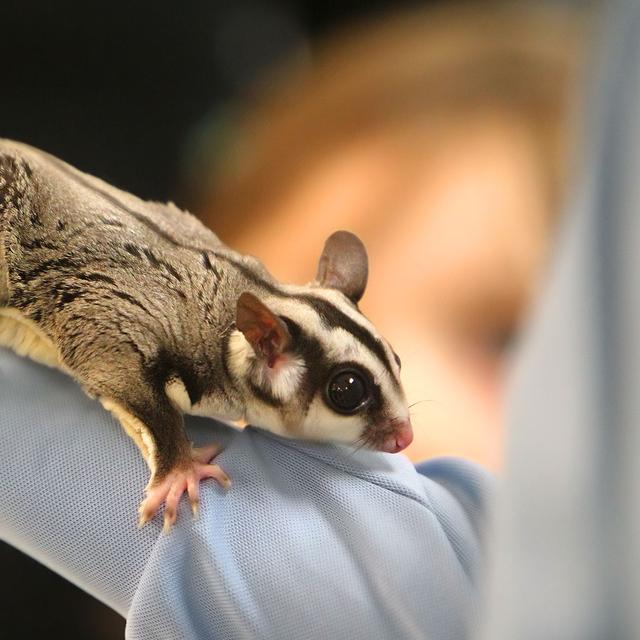 Quels sont les animaux capables de se reproduire seuls