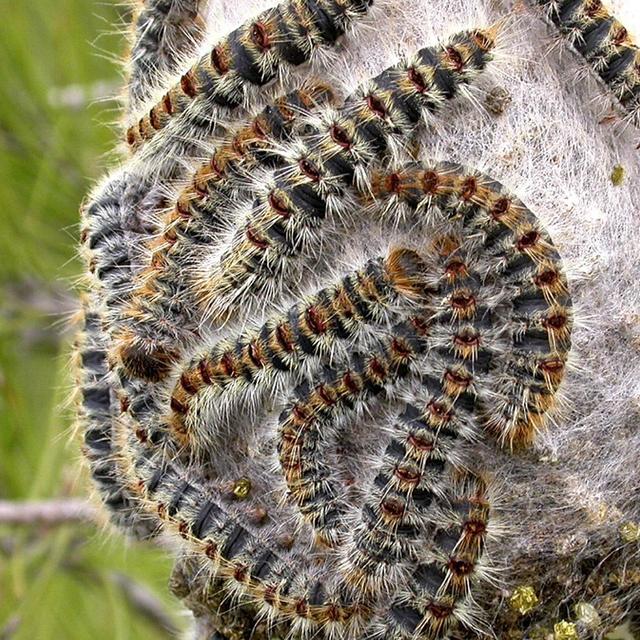 Définition | Vicariance : qu'est-ce que c'est ? | Futura santé