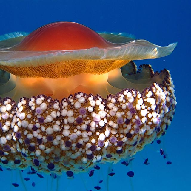 Le mystère de la « méduse Benjamin Button » ou « méduse immortelle