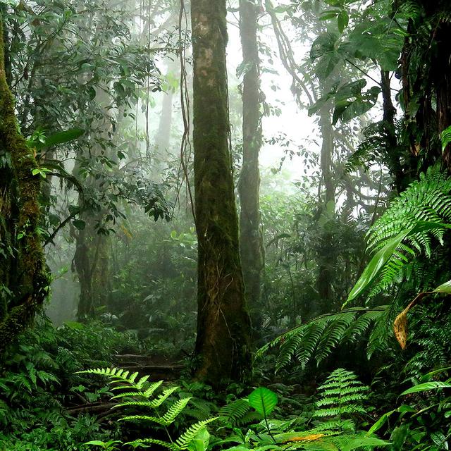 Découvrez les 5 plus grandes forêts du monde