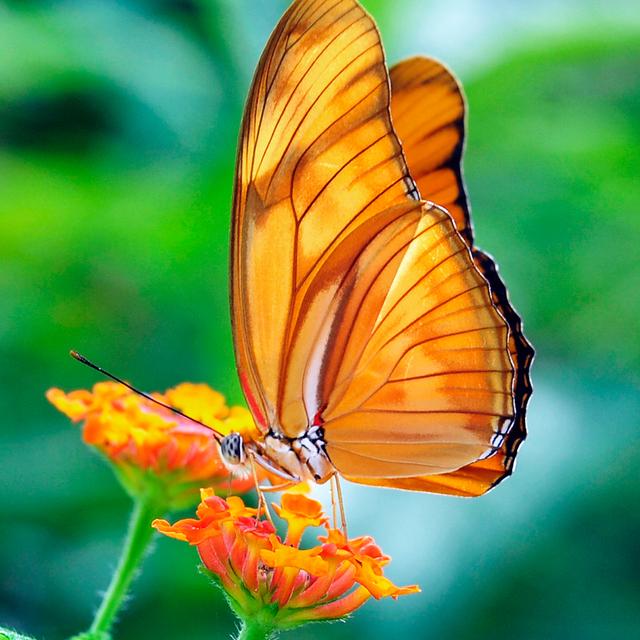Métamorphose : de la chenille au papillon