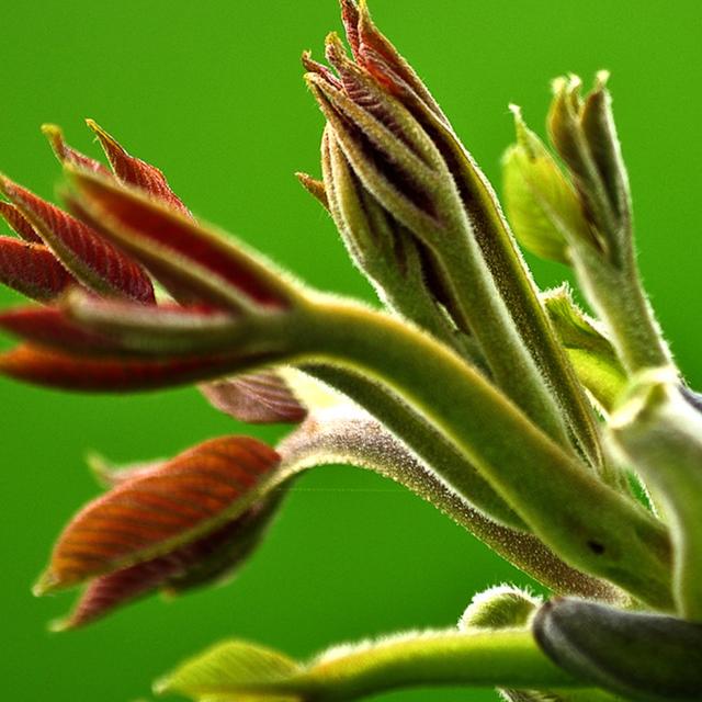 Un plan à 125 milliards pour sauver les forêts tropicales : la promesse ...