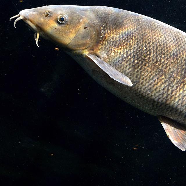 Tube digestif et système excréteur du poisson