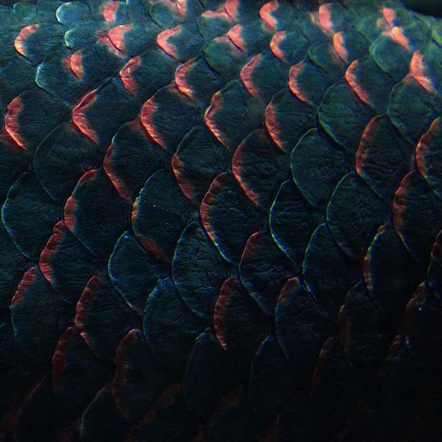 Les écailles des poissons
