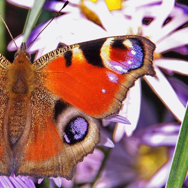 Pourquoi faut-il réensauvager la France