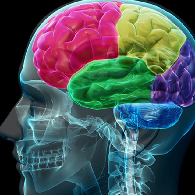 Définition | Neurone pyramidal : qu'est-ce que c'est ? | Futura santé