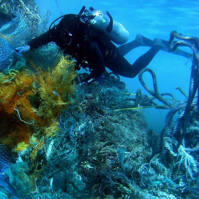 Un champignon mangeur de plastique découvert dans le vortex de déchets ...