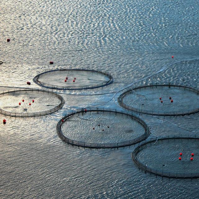 Définition | Barbillon : qu'est-ce que c'est ? | Futura planète