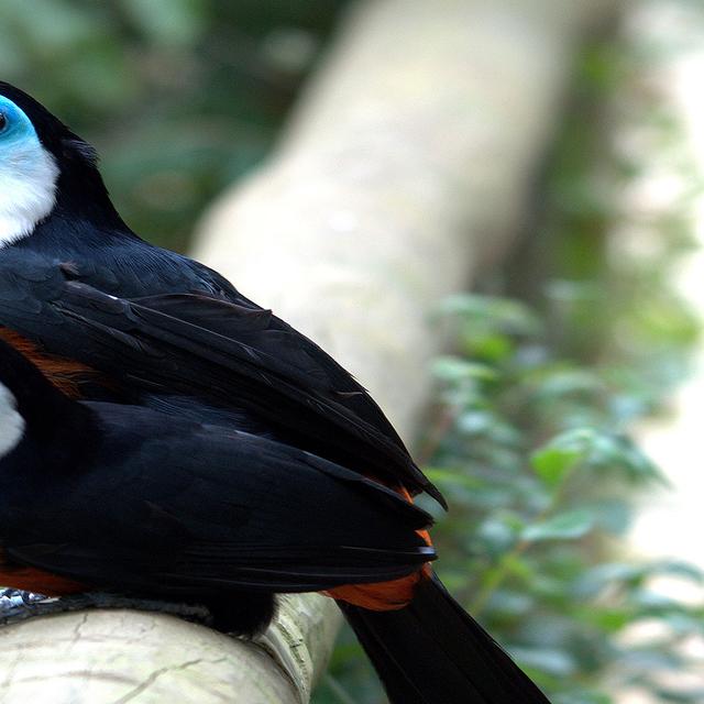 Les espèces de toucans de Guyane : toucan toco, toucan ariel, toucanet ...
