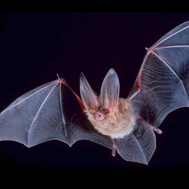 Hibernation et migration : le cycle de vie de la chauve-souris