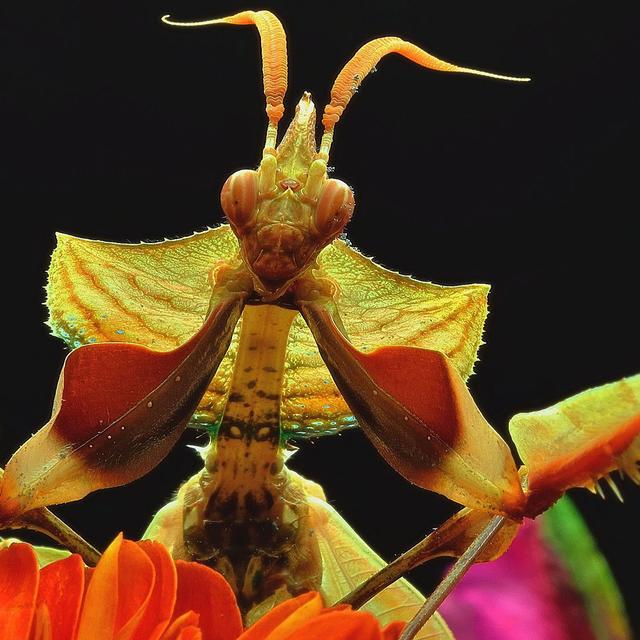 Définition | Corail : qu'est-ce que c'est ? | Futura planète