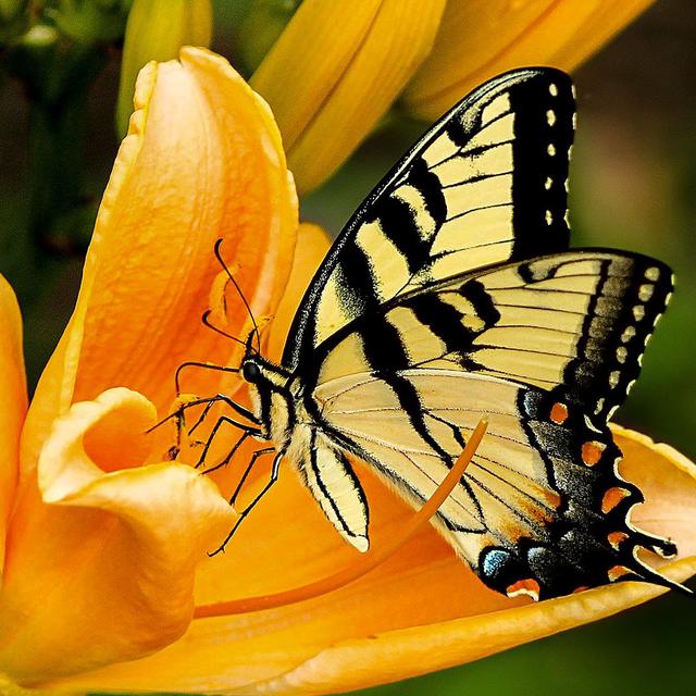 Quelles sont les causes de la seconde guerre mondiale