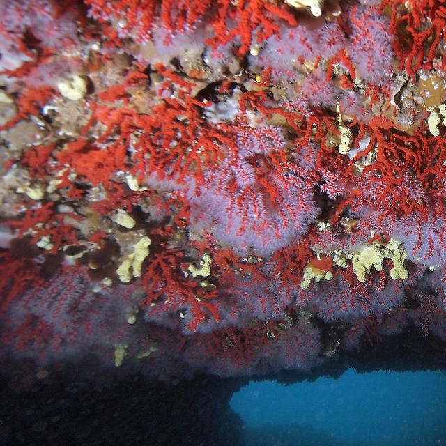 Définition | Mer Rouge : qu'est-ce que c'est ? | Futura planète