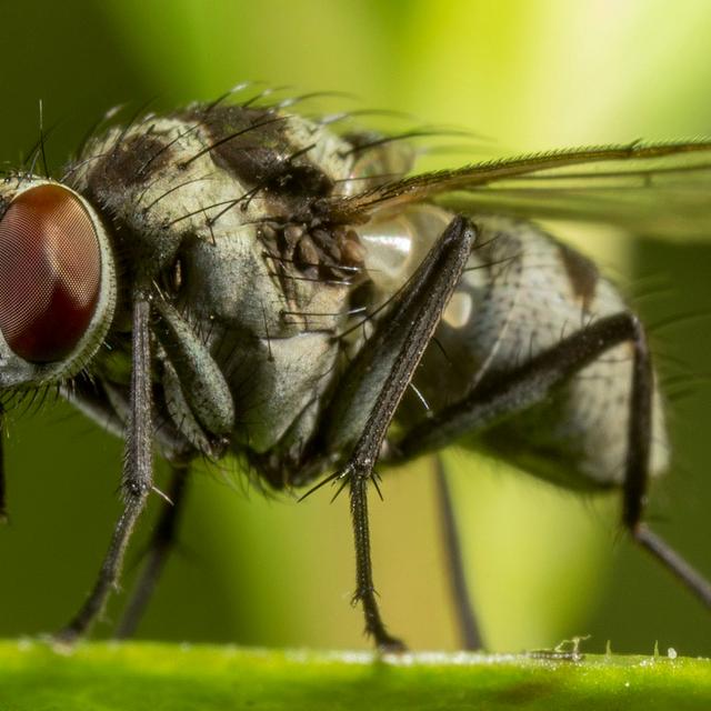 On n’avait pas entendu son hurlement depuis 13 000 ans : des chercheurs ...