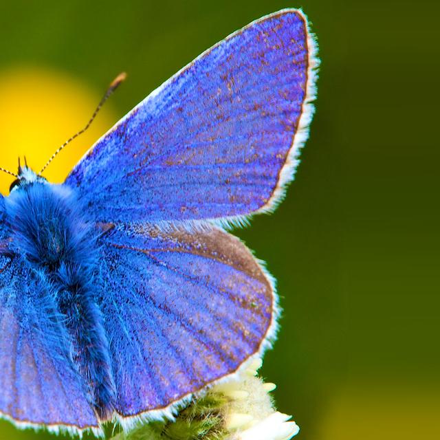 Pourquoi le ciel est-il bleu