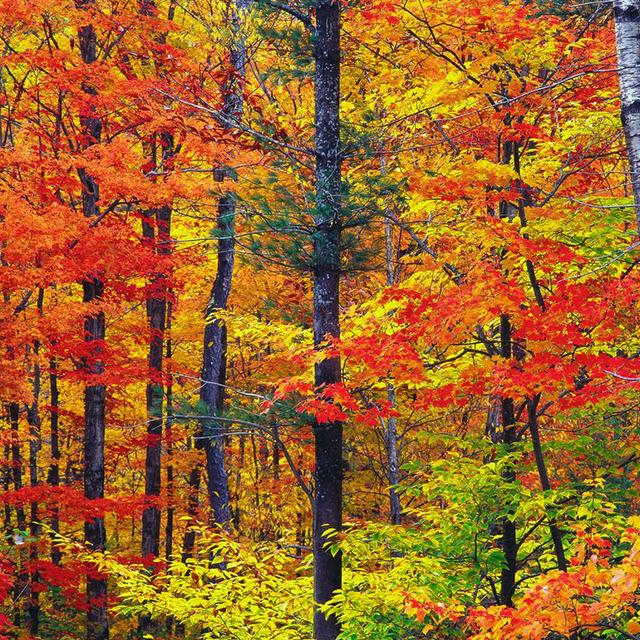 Automne : pourquoi les feuilles tombent-elles des arbres