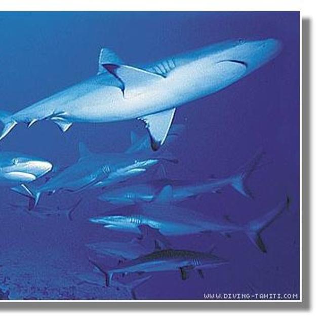 La longue histoire des requins