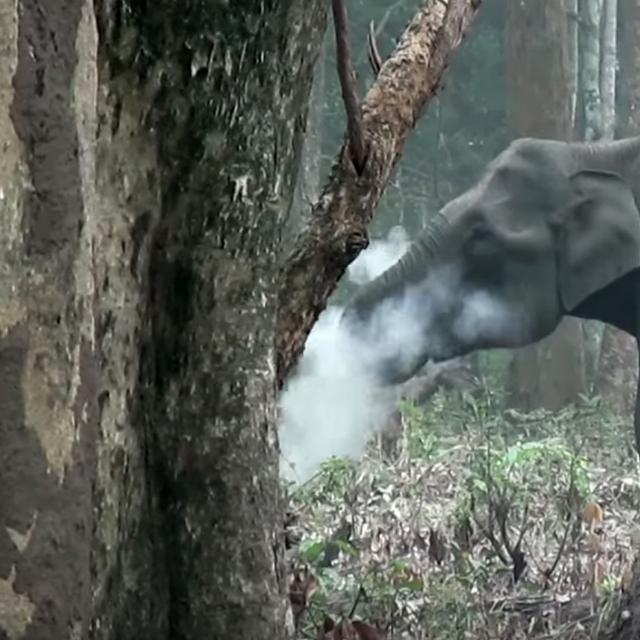 La mammouth, animal légendaire de l'âge de glace