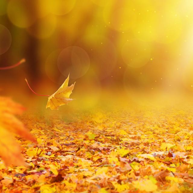 Automne : pourquoi les feuilles tombent-elles des arbres