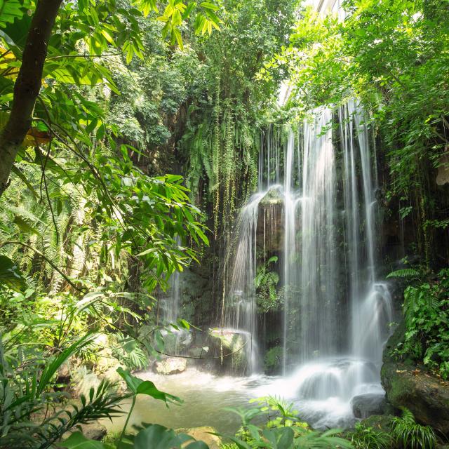 Découvrez les 5 plus grandes forêts du monde