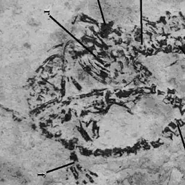 Une datation révolutionnaire d’œufs de dinosaures révèle un tournant ...