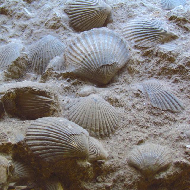 Définition | Datation relative : qu'est-ce que c'est ? | Futura planète