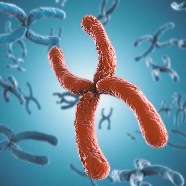 Menace sur le chromosome Y : ce nouveau gène pourrait façonner l’avenir ...