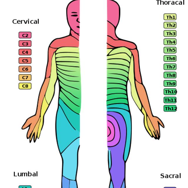 Définition | Dermatome : qu'est-ce que c'est ? | Futura santé