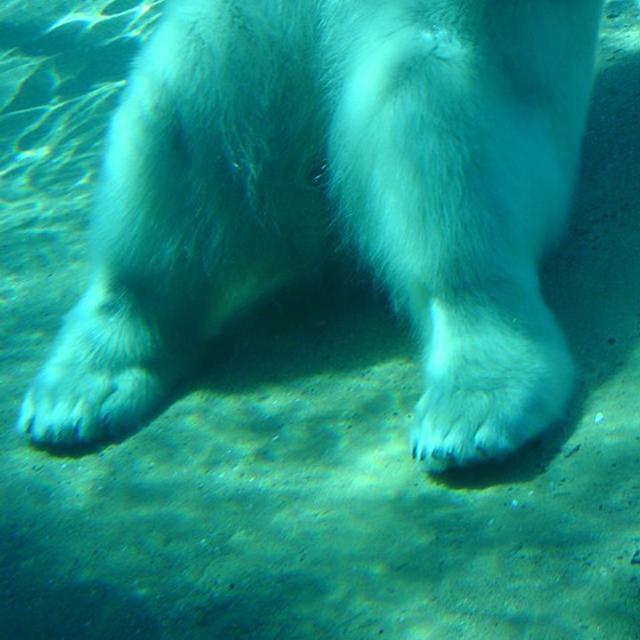 Définition | Plantigrade : qu'est-ce que c'est ? | Futura planète