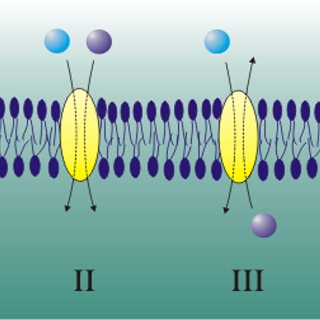 Définition | Symport : qu'est-ce que c'est ? | Futura santé