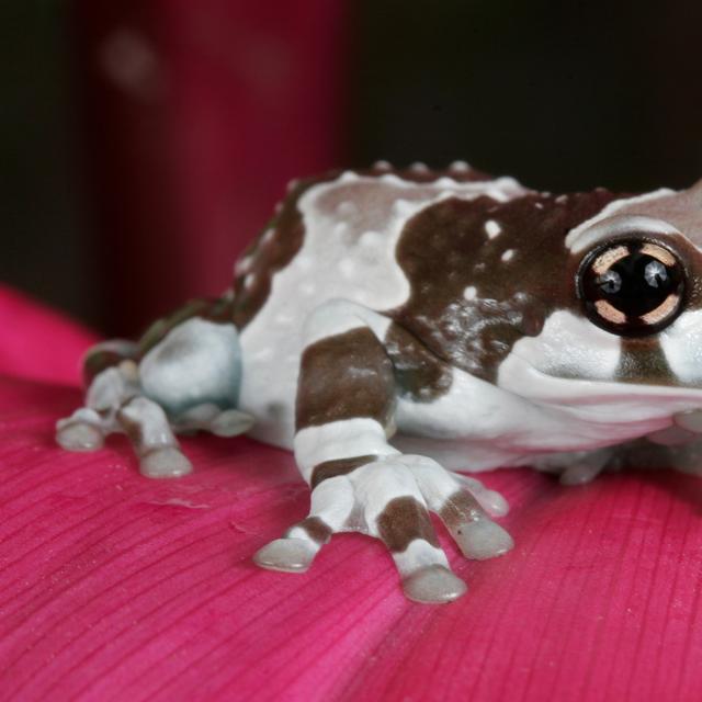 Quelle est la différence entre rainette et grenouille