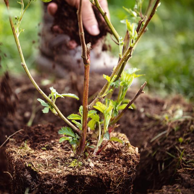 Définition | Angiosperme : qu'est-ce que c'est ? | Futura planète