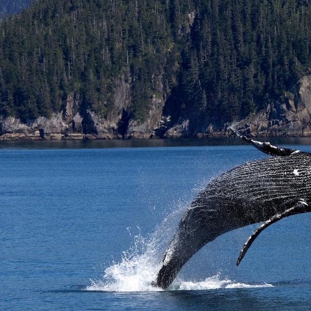 L'extinction massive du Dévonien due à un manque d'oxygène