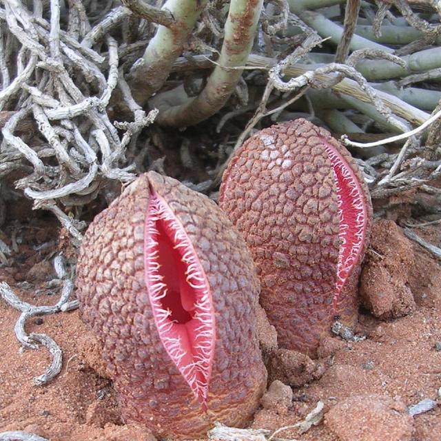 Définition | Angiosperme : qu'est-ce que c'est ? | Futura planète