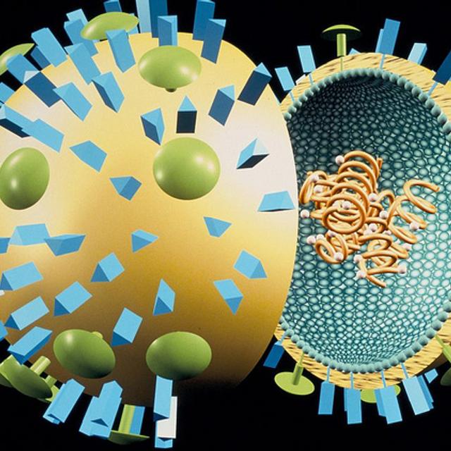 Définition | Virus de la grippe : qu'est-ce que c'est ? | Futura santé