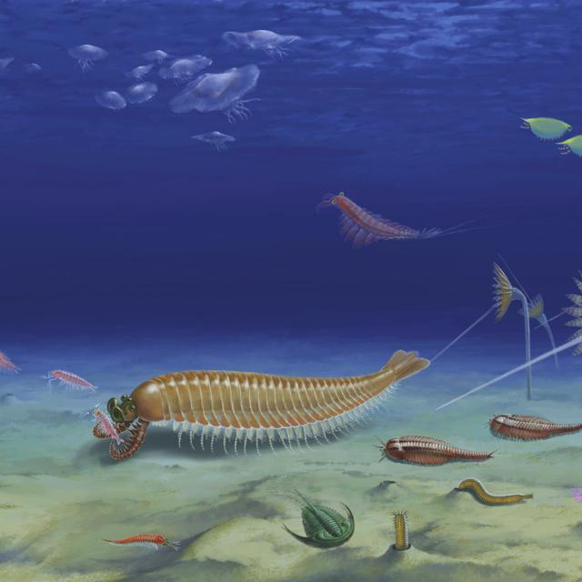 Ces étranges fossiles âgés de 500 millions d’années éclairent l ...