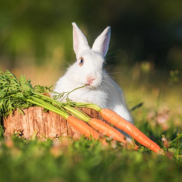 Combien de temps dure la gestation d’un lapin et comment se déroule-t ...