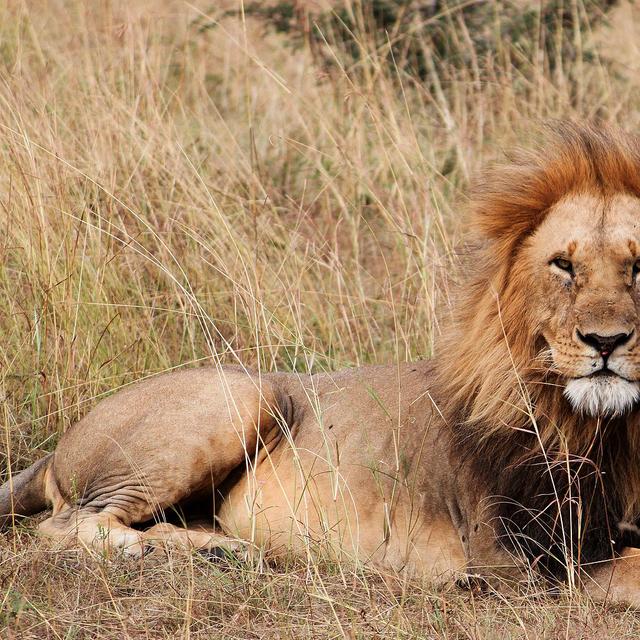 Animaux d'Afrique : partez pour un safari-photo